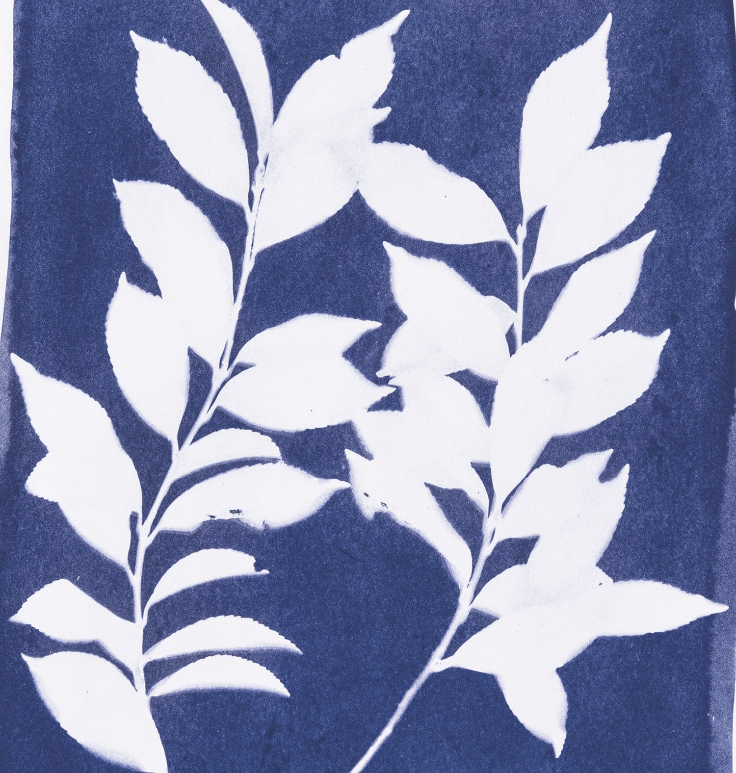 Jacquard Cyanotype and Indigo with Joe Domeier – Opus Art Supplies